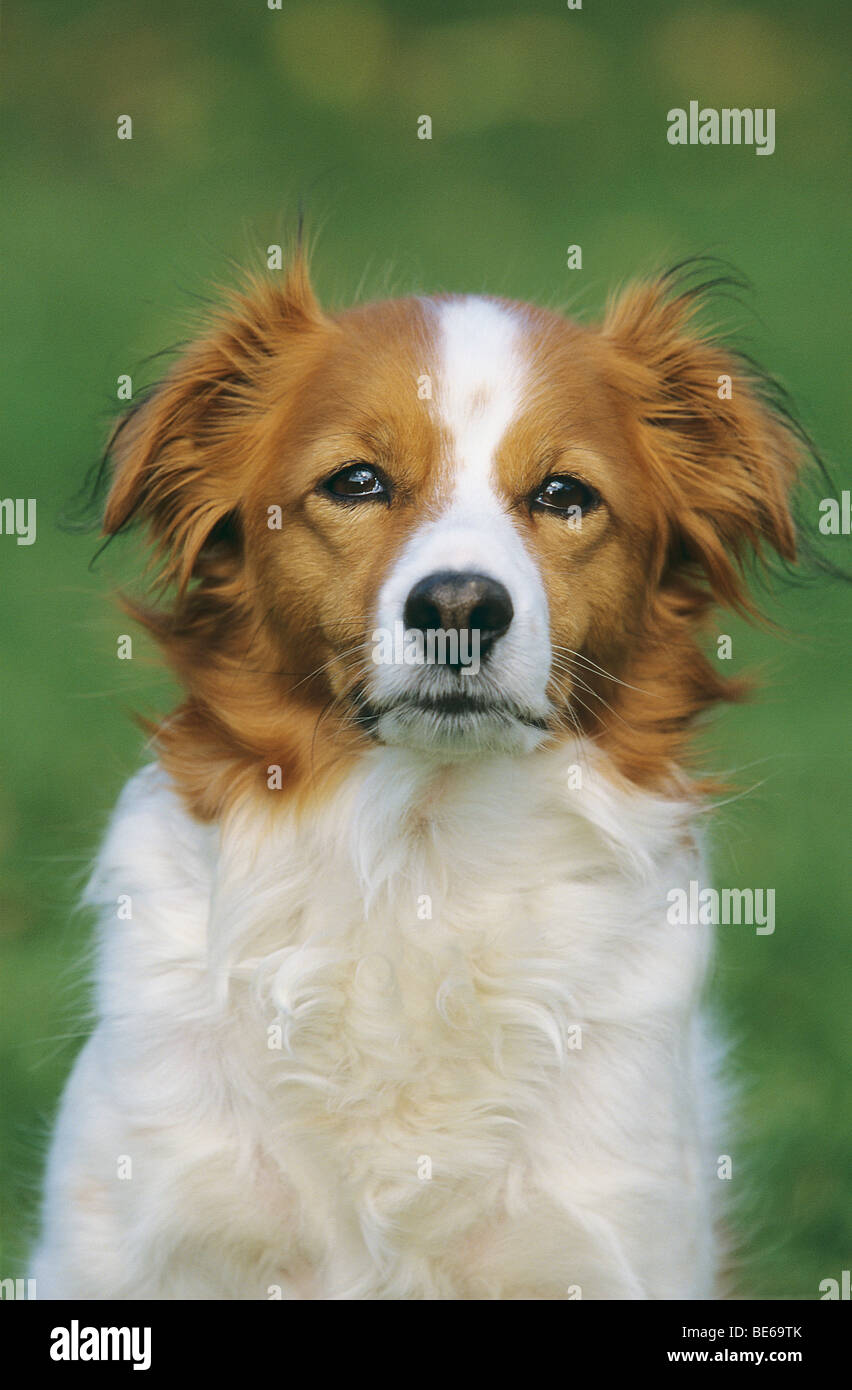 Dutch decoy spaniel hi-res stock photography and images - Alamy