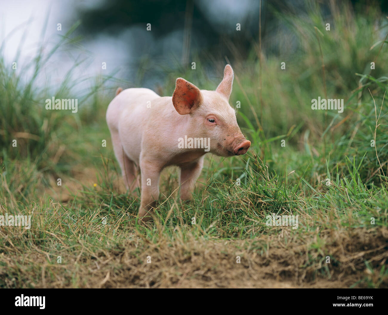Farrows farm hi-res stock photography and images - Alamy