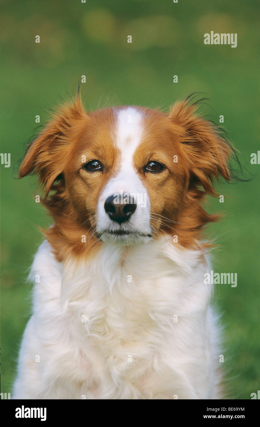 Kooikerhondje dog - portrait Stock Photo - Alamy
