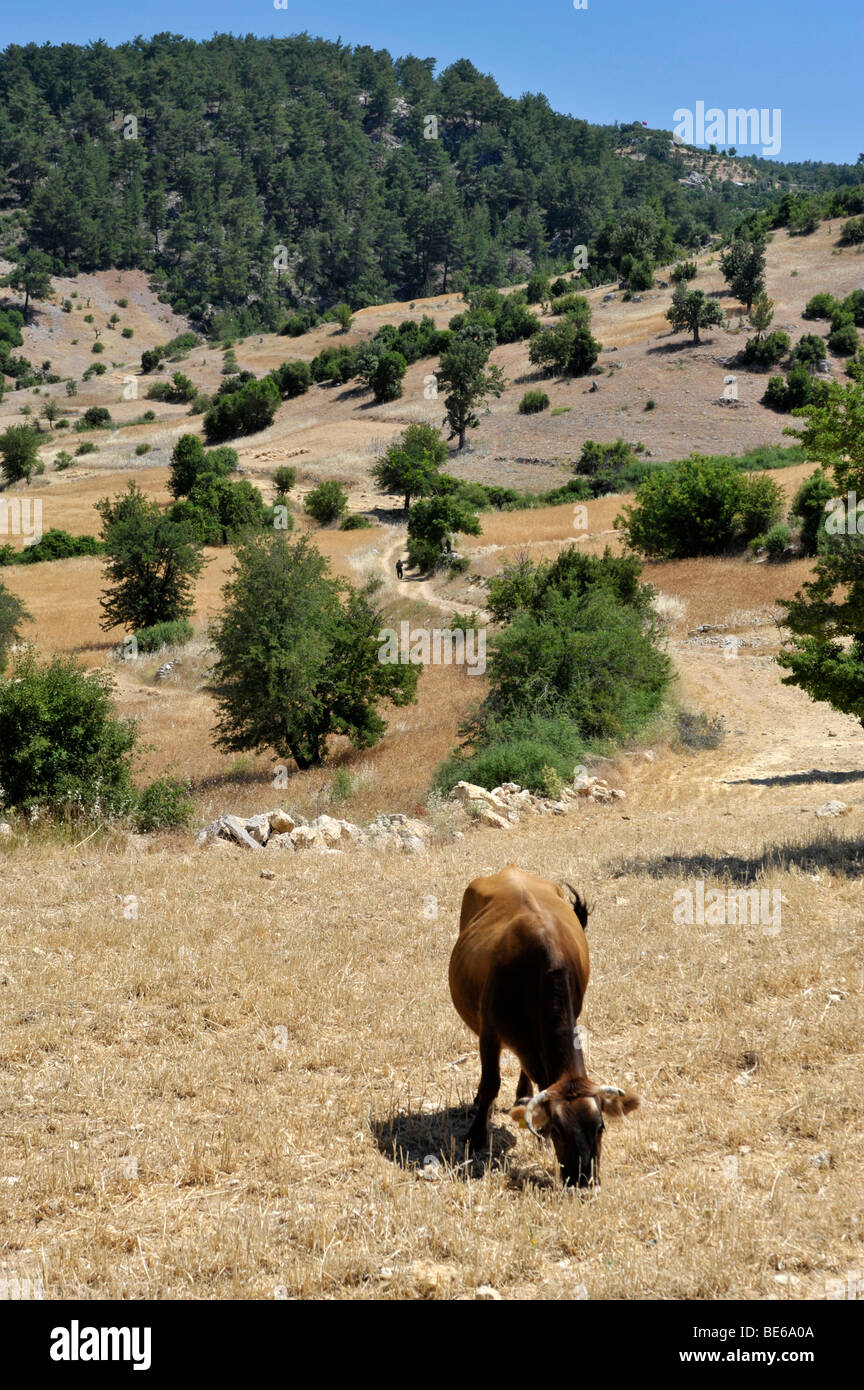 Turkey country farming hi-res stock photography and images - Alamy