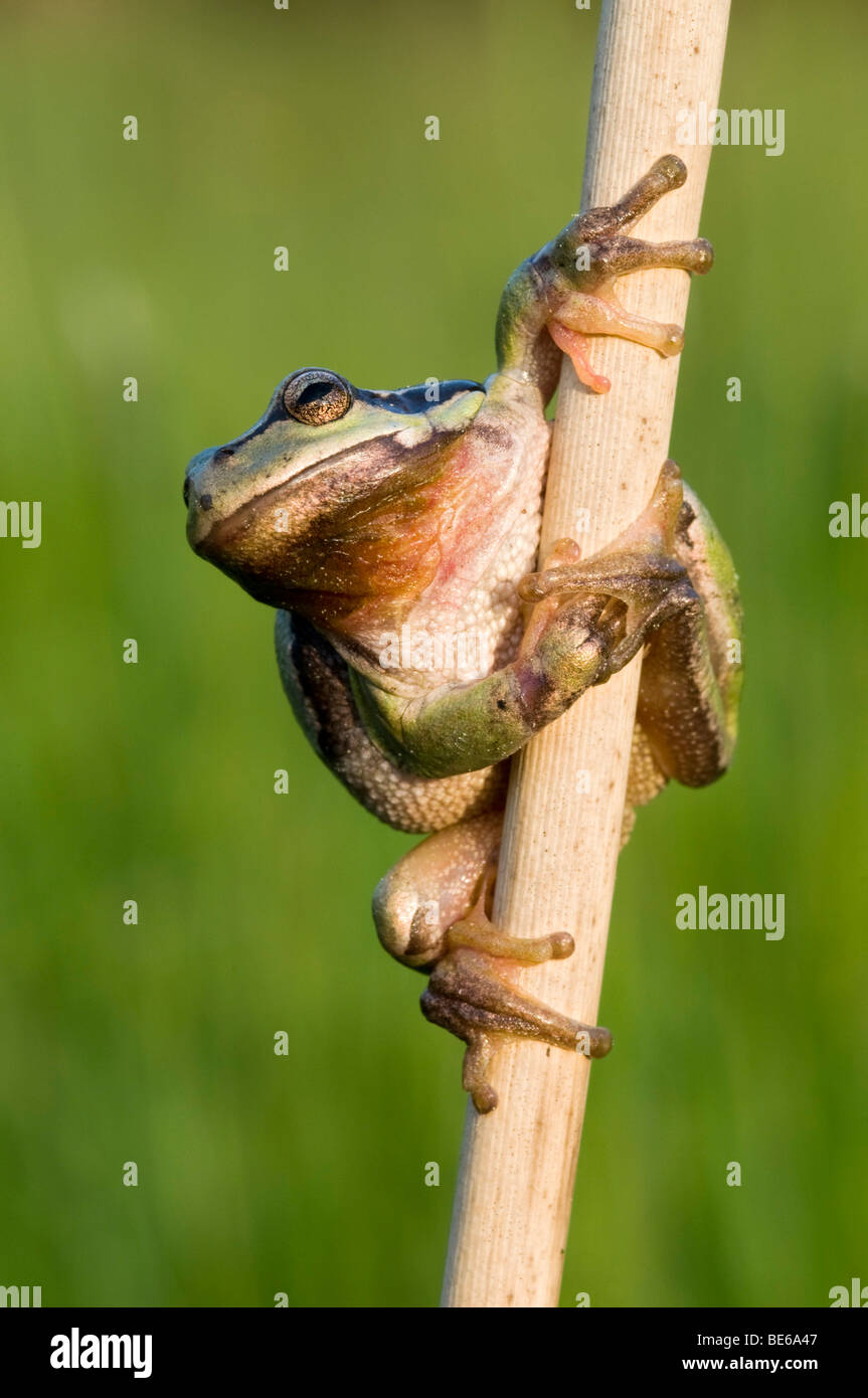 European Tree Frog (Hyla arborea Stock Photo - Alamy
