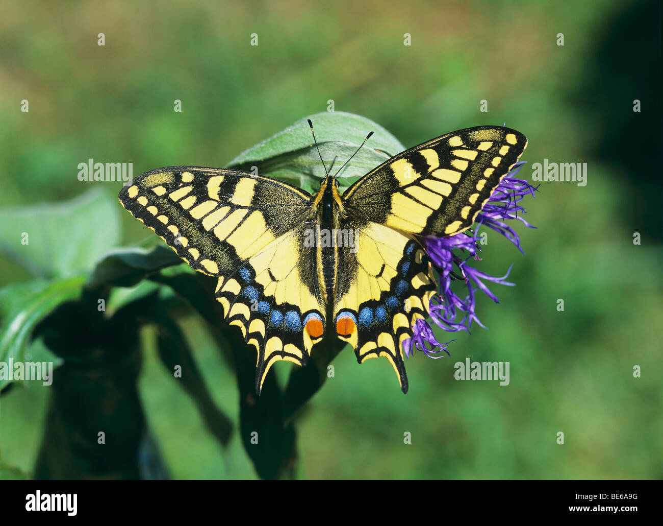 Yellow swallowtail hi-res stock photography and images - Alamy