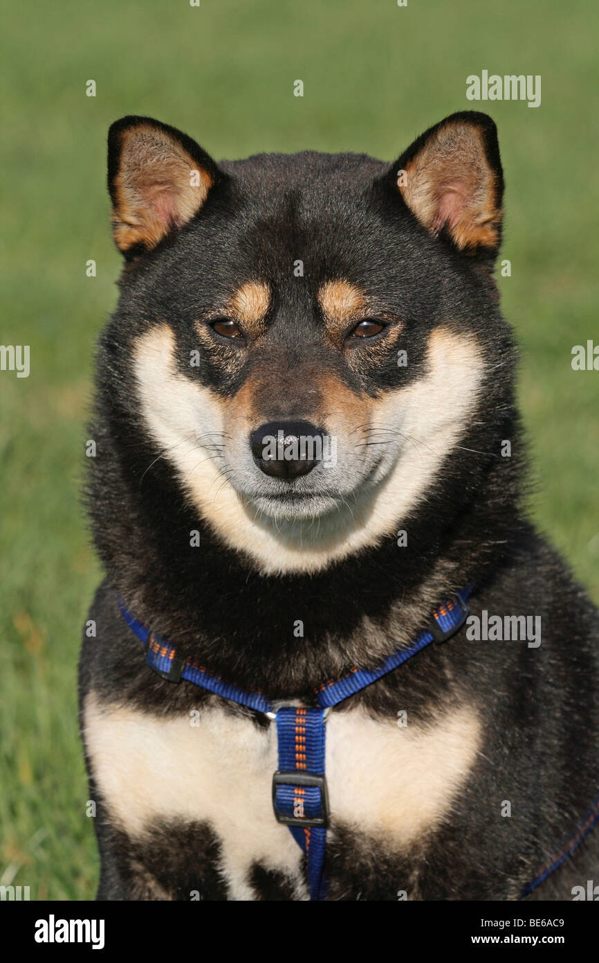 Photo shiba inu hi-res stock photography and images - Alamy