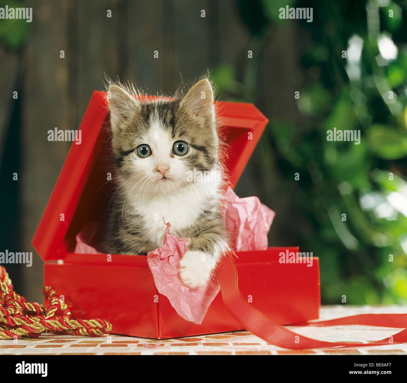 young domestic cat in red box Stock Photo - Alamy