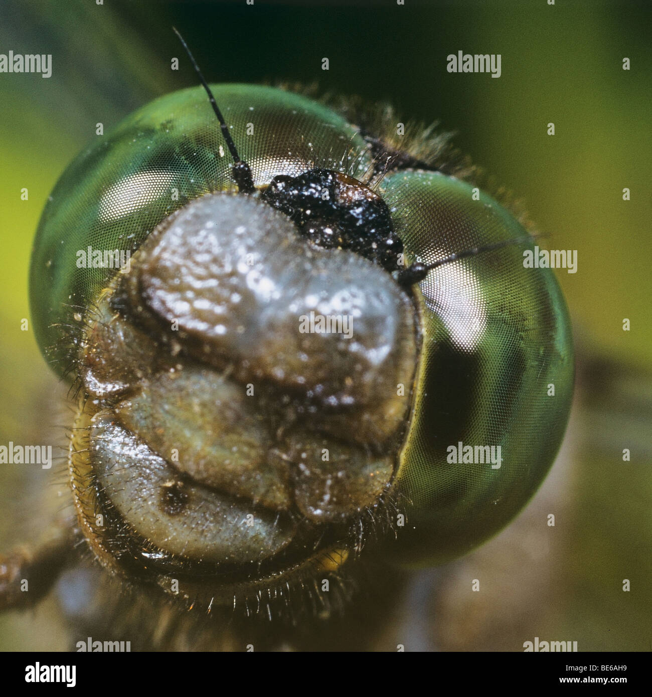 Scarce Chaser Dragonfly, Scarce Libellula (Libellula fulva), compound ...