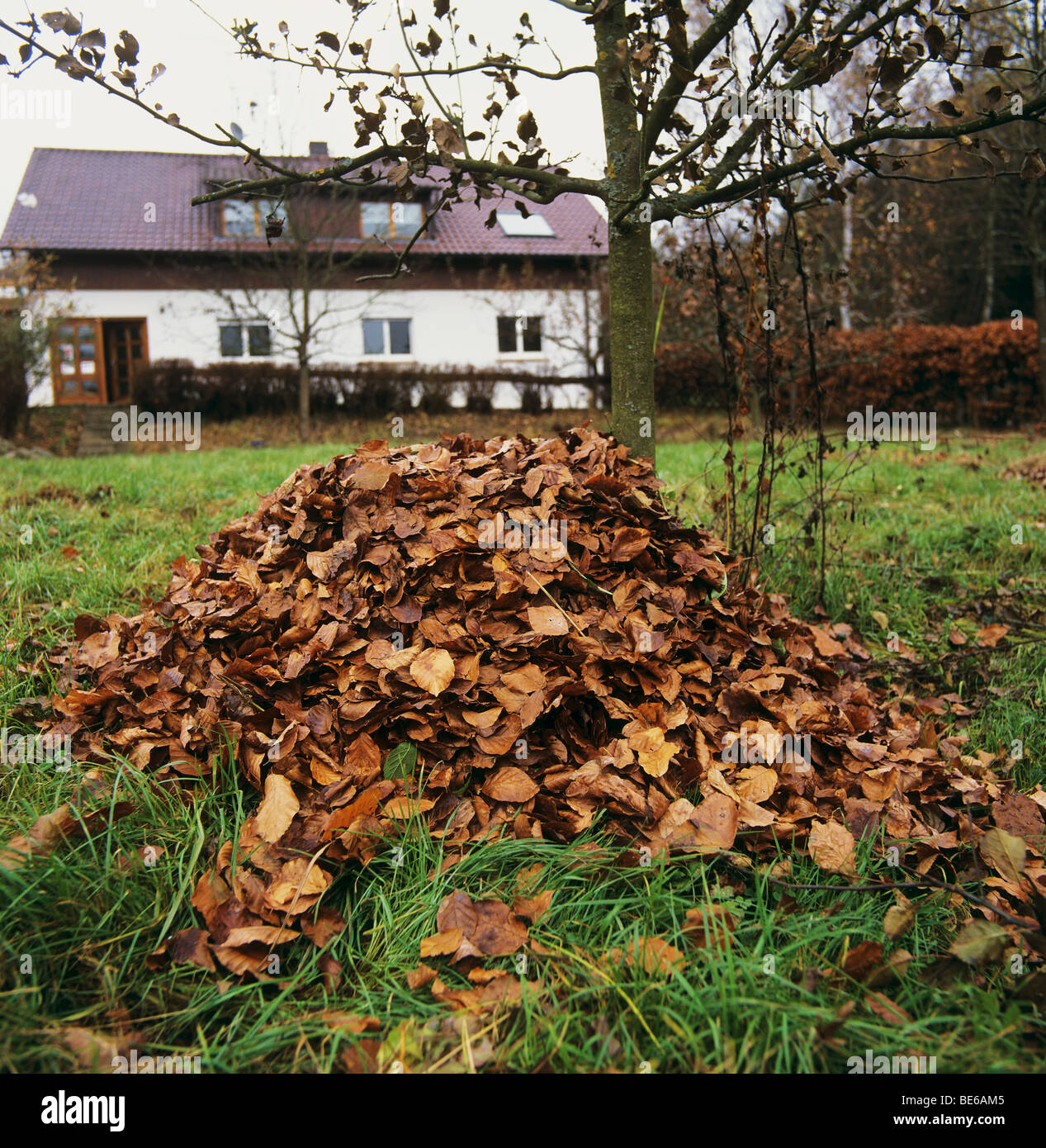 pile of leaves in the garden Stock Photo - Alamy