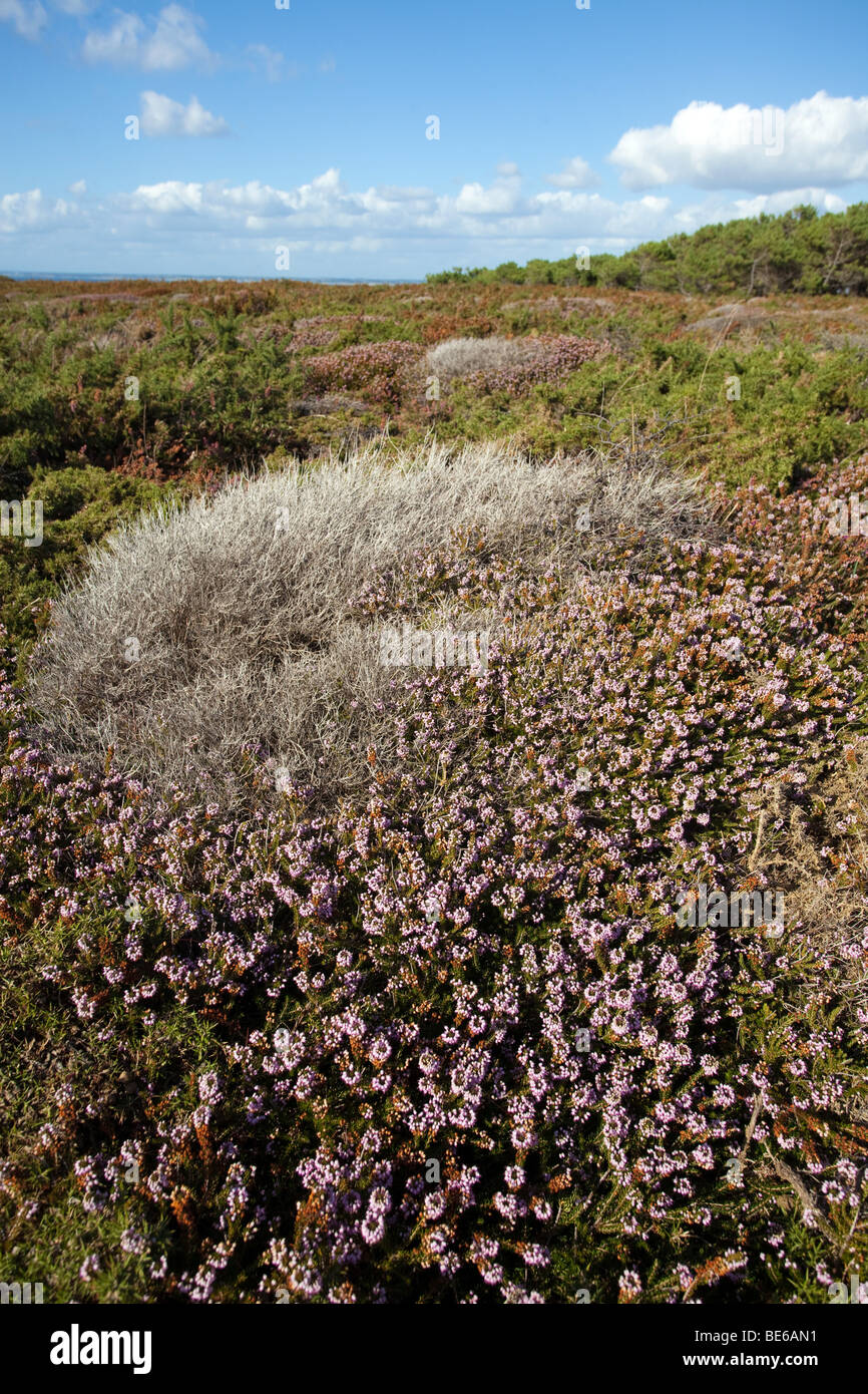 wild moor landscape on groix island, pen men point, brittany, france ...