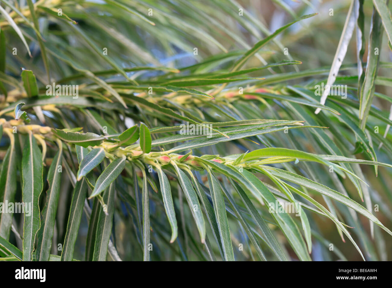 Japanese willow hi-res stock photography and images - Alamy
