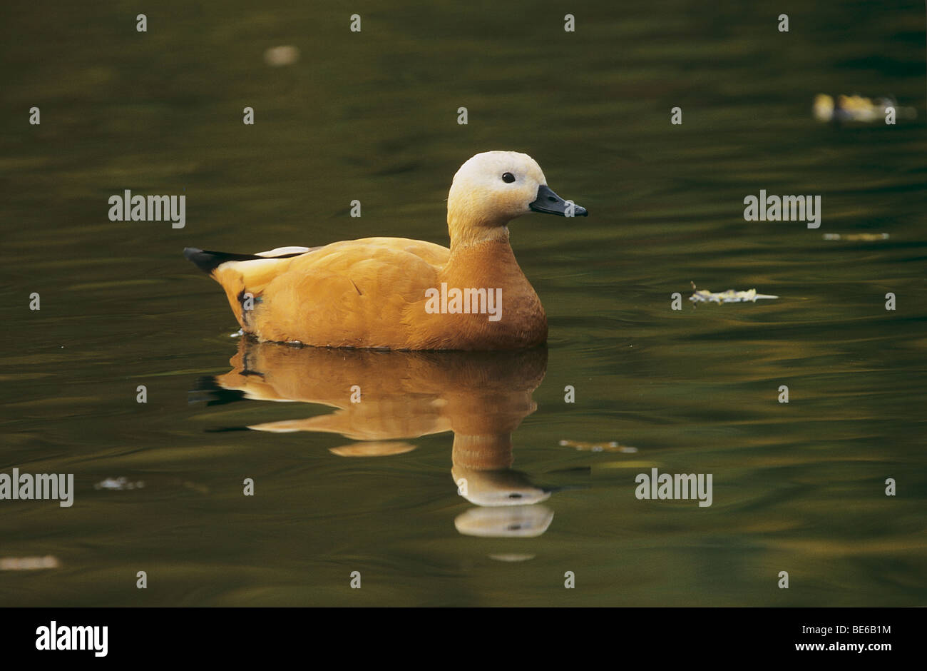 Ruddy Shelduck (female) - swimming / Tadorna ferruginea Stock Photo - Alamy
