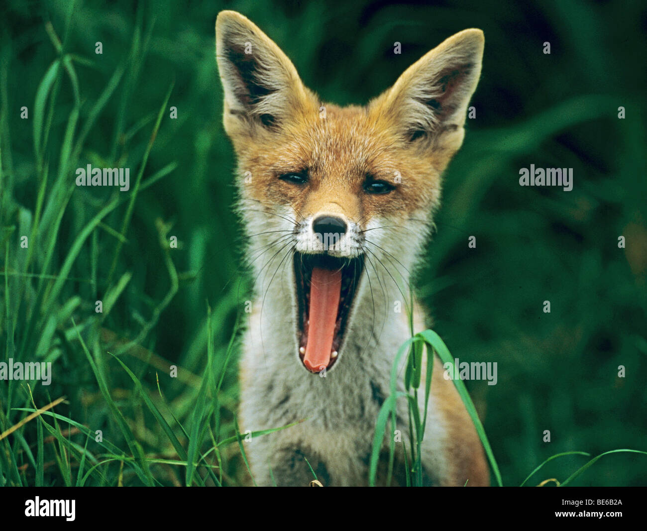 fox - yawning Stock Photo - Alamy