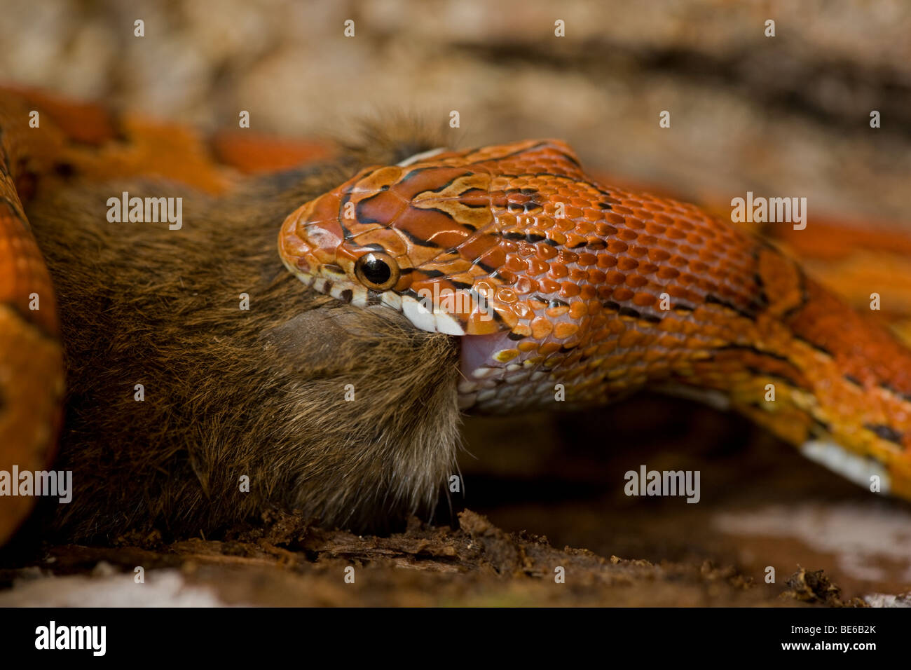 Snake swallowing mouse hi-res stock photography and images - Alamy