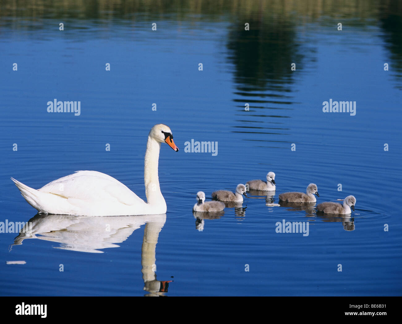 Five birds chick chicks fledglings hi-res stock photography and images ...