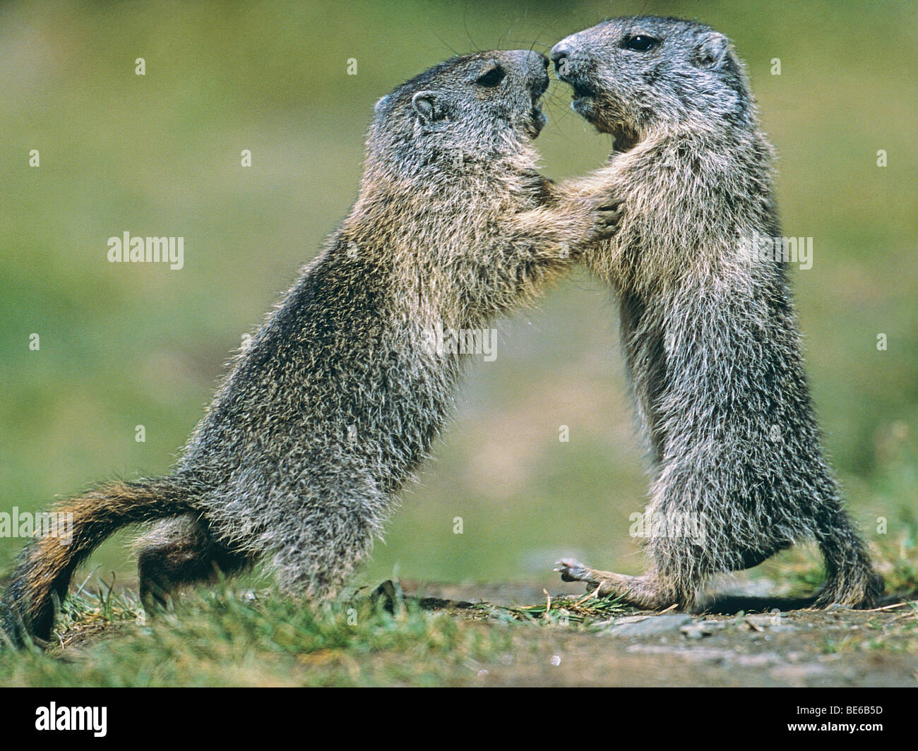 two young Alpine marmots - playing / Marmota Marmota Stock Photo - Alamy