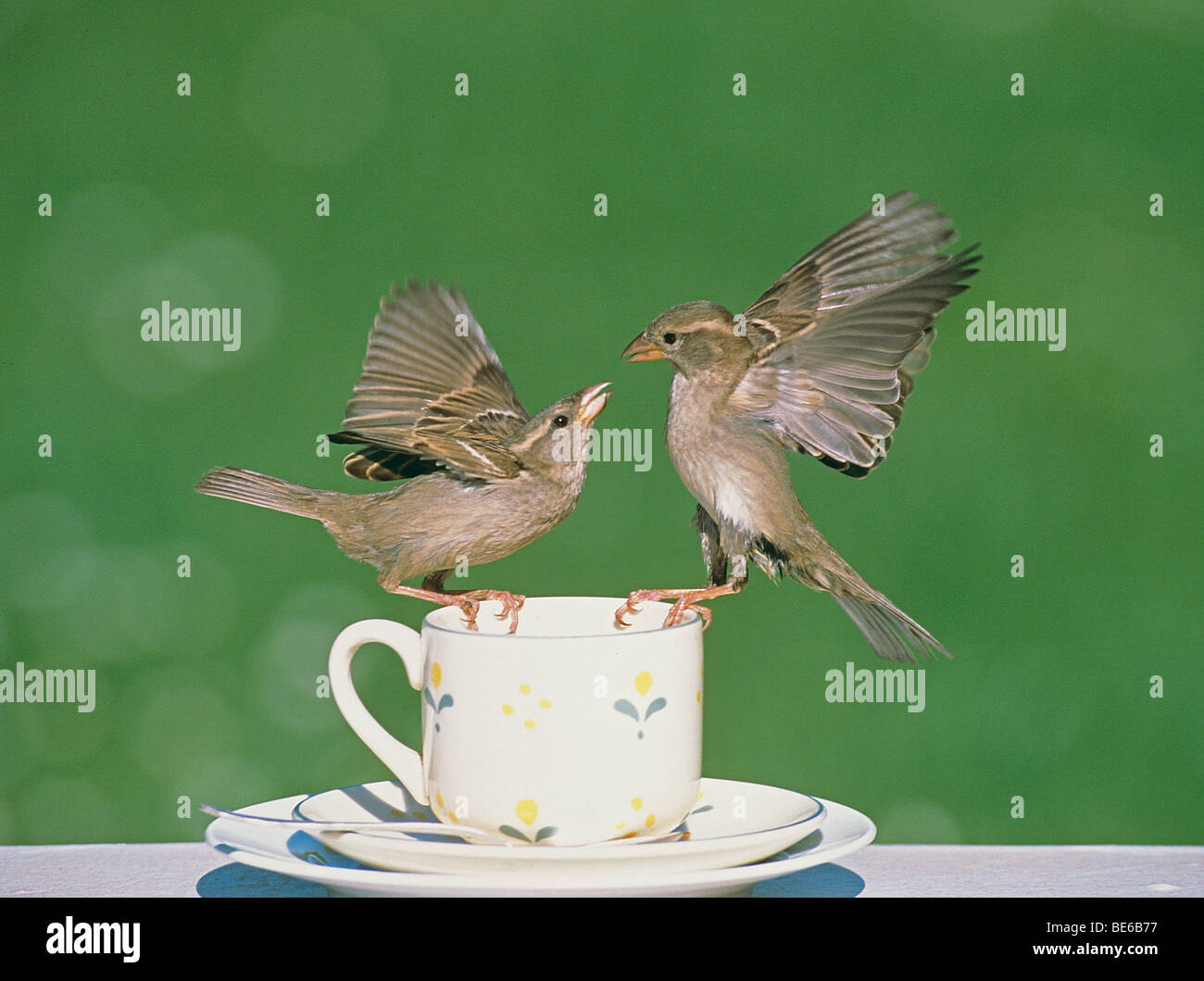 Two birds fighting on hi-res stock photography and images - Alamy