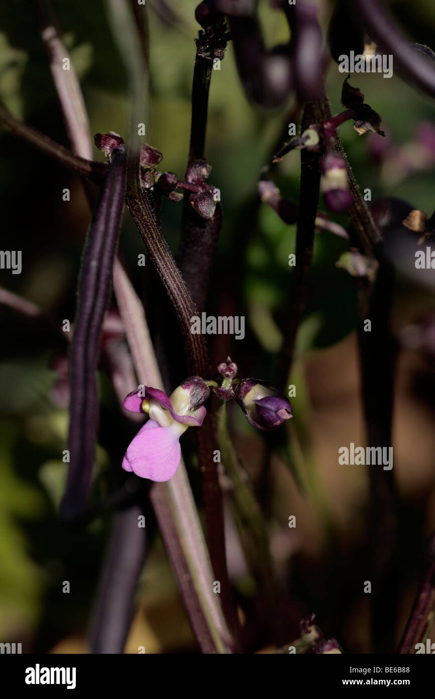 French or Runner Bean (Phaseolus coccineus) - purple queen Stock Photo ...