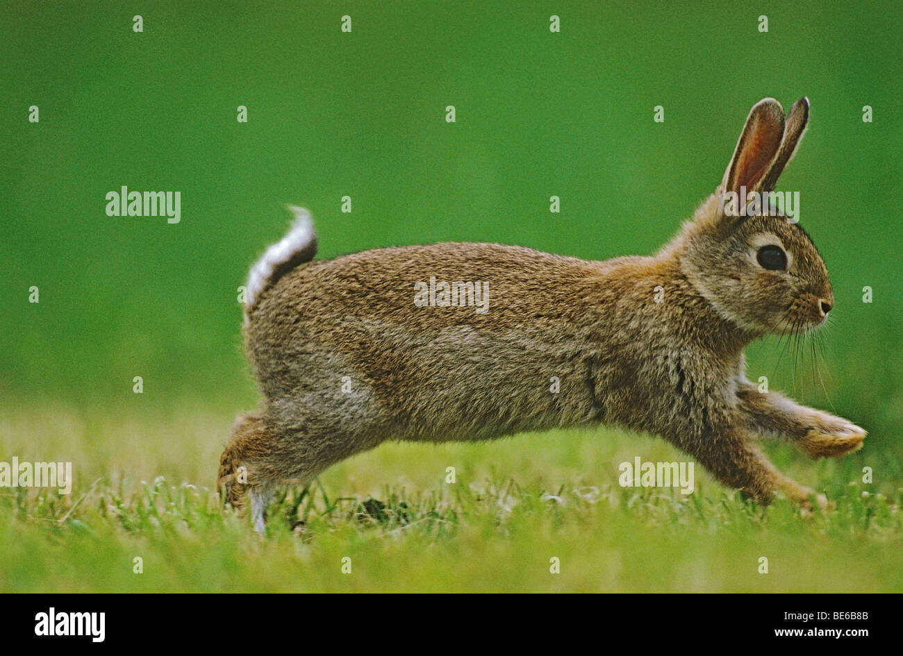 Rabbit Running High Resolution Stock Photography and Images - Alamy