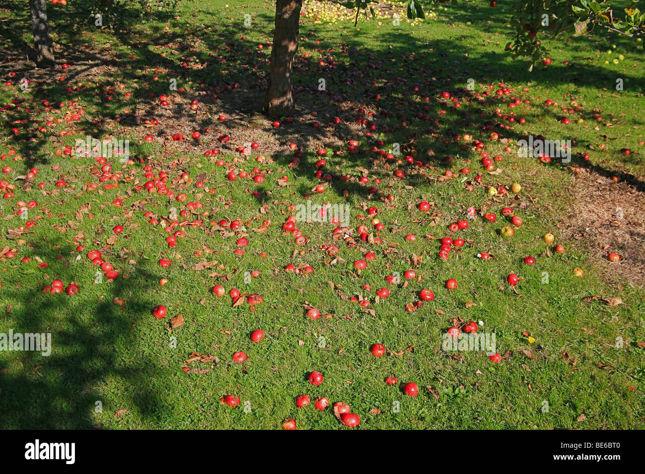 Somerset orchard hi-res stock photography and images - Alamy