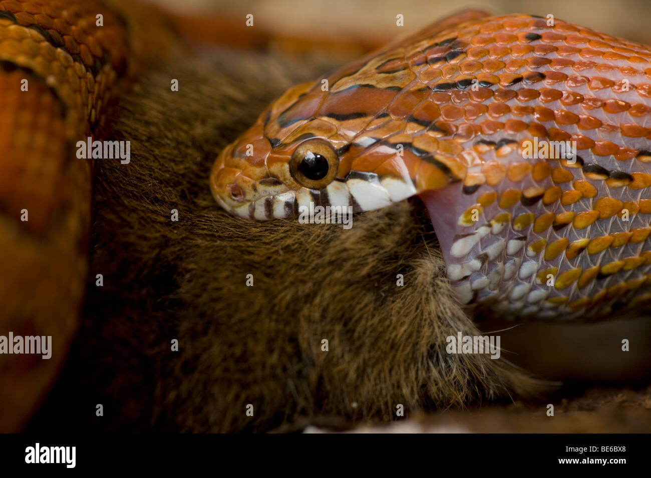 Corn Snake (Elaphe guttata guttata) Eating Mouse - Captive - USA Stock ...