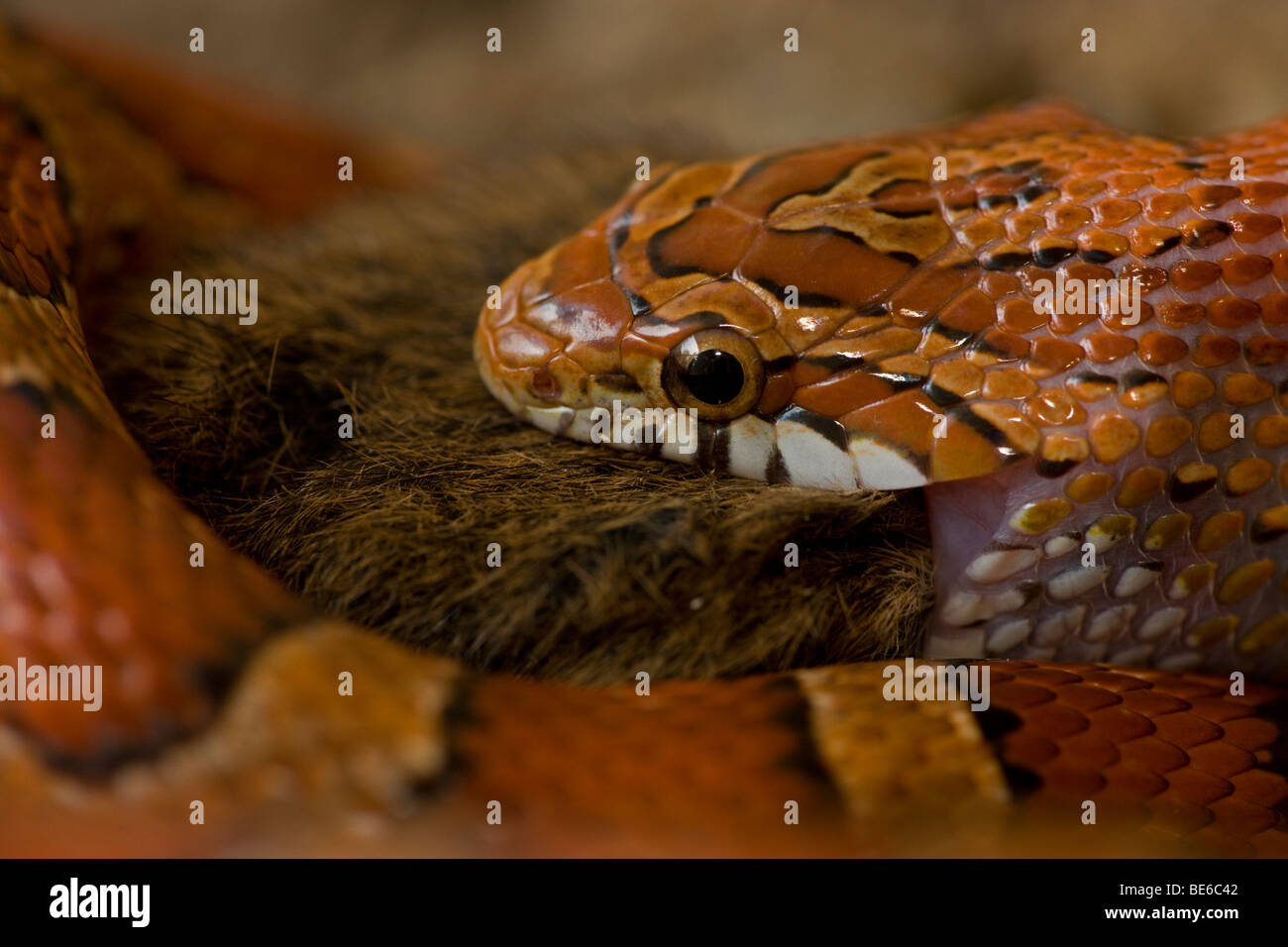 Corn Snake (Elaphe guttata guttata) Eating Mouse - Captive - USA Stock ...