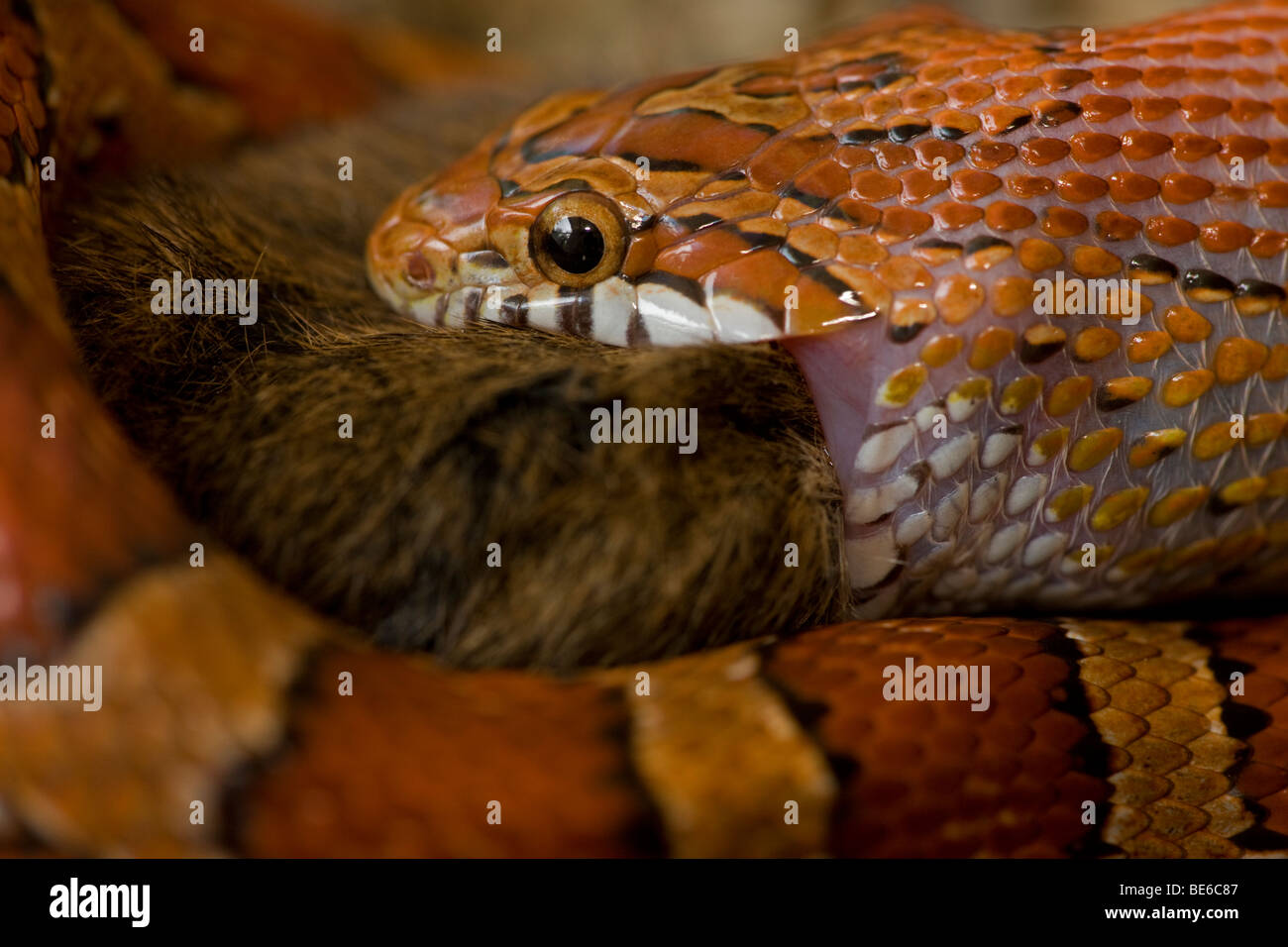 Corn Snake (Elaphe guttata guttata) Eating Mouse - Captive - USA Stock ...