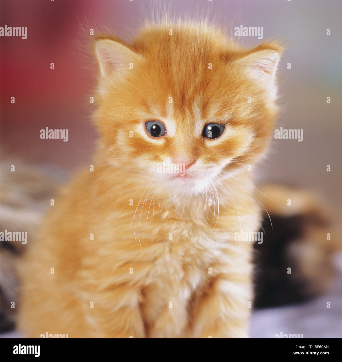 red tabby kitten - sitting Stock Photo - Alamy