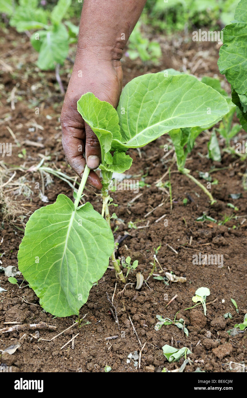 Harvest of a cabbage plant, organic farming, Petropolis, Rio de Janeiro ...