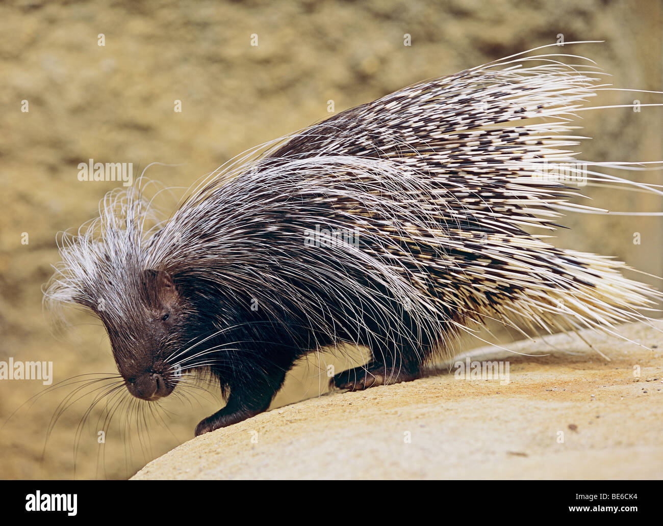 Crested porcupine (Hystrix cristata) on rock Stock Photo - Alamy