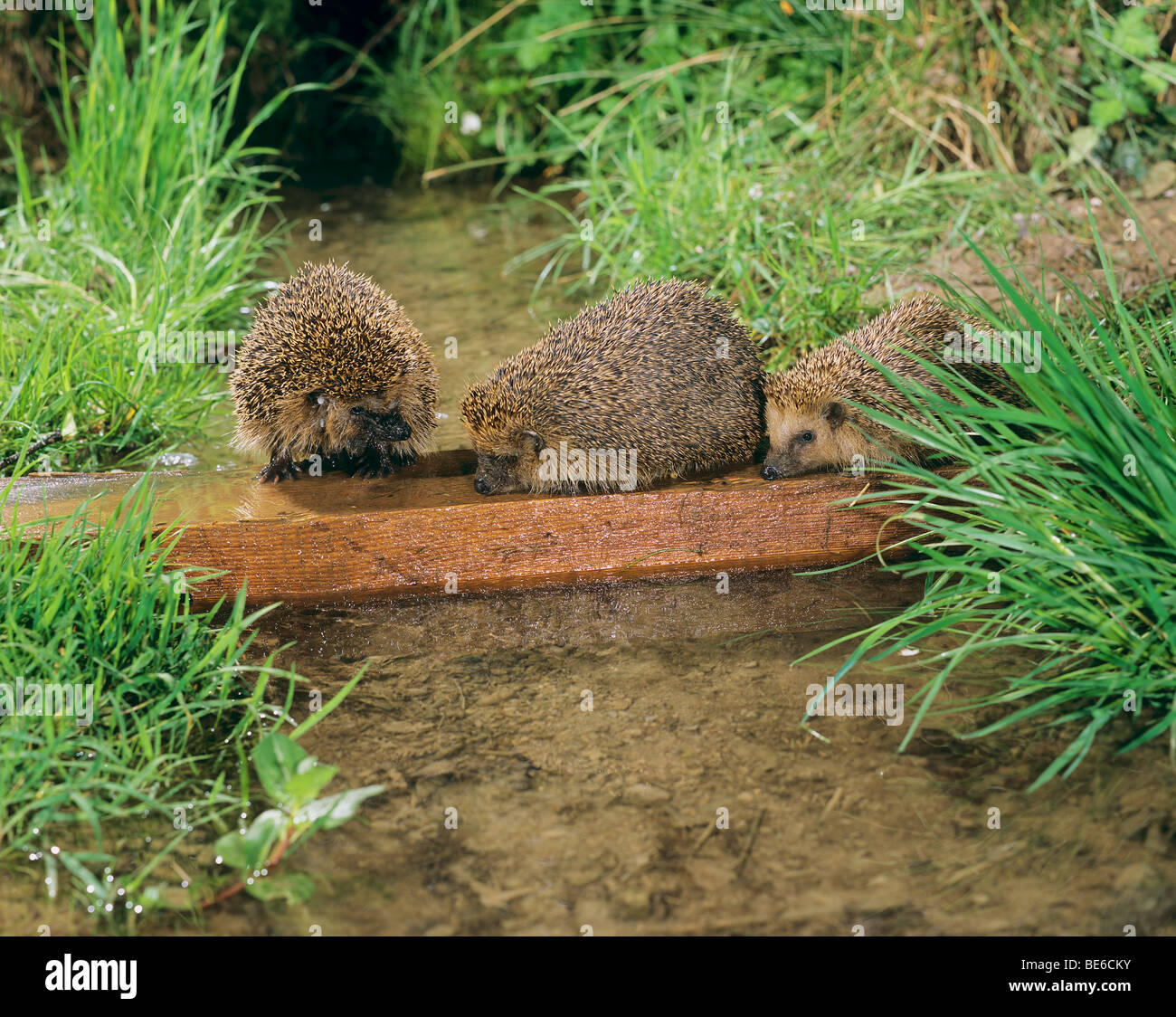 Three hedgehogs hi-res stock photography and images - Alamy