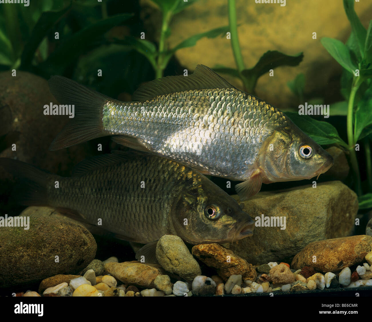 two young Common carps / Cyprinus carpio Stock Photo - Alamy