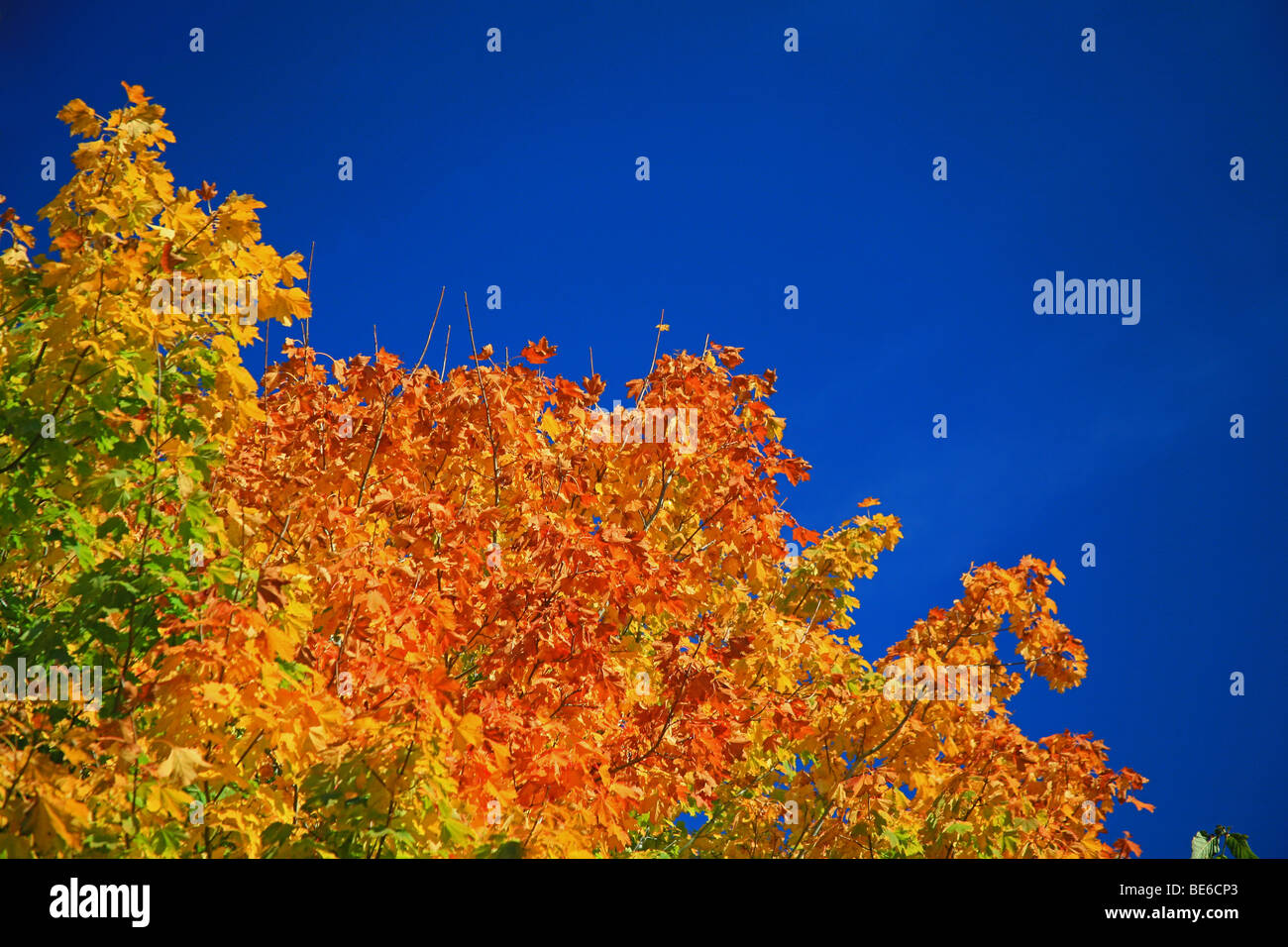 Sycamore tree uk autumn hi-res stock photography and images - Alamy