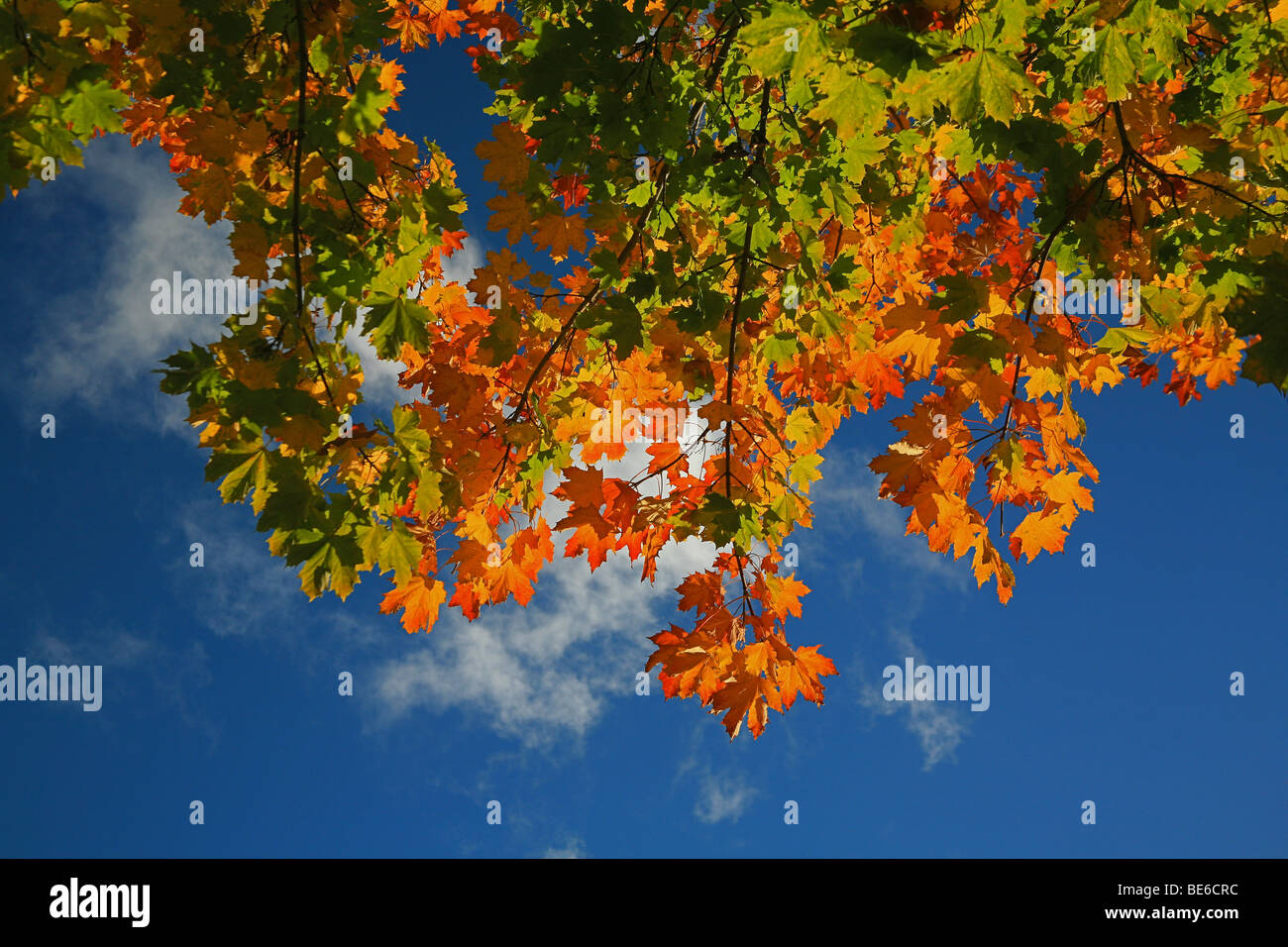 Sycamore tree hi-res stock photography and images - Alamy