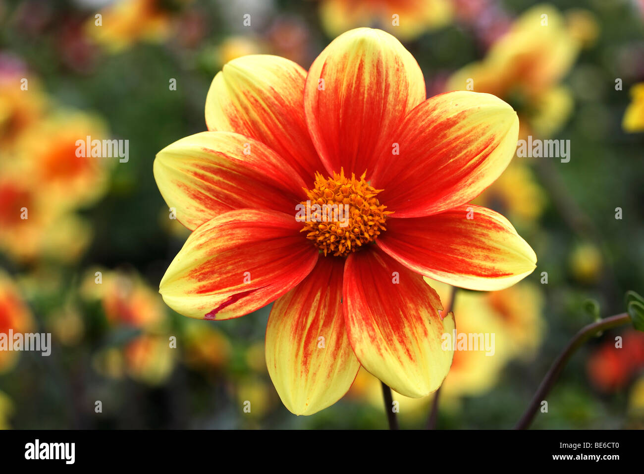 Simple Dahlia flower (Dahlia Stock Photo - Alamy