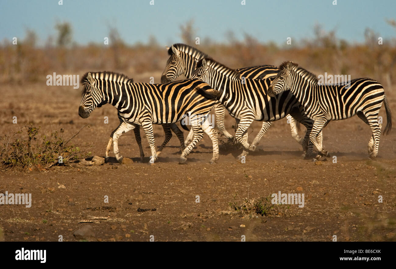 zebra group running Stock Photo - Alamy
