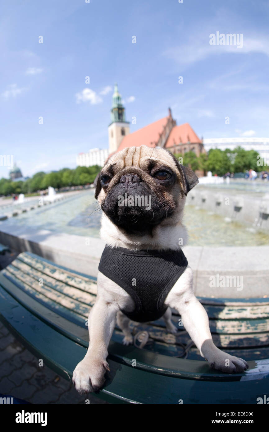 A young pug posing on a park bench in front of the Fountain of ...