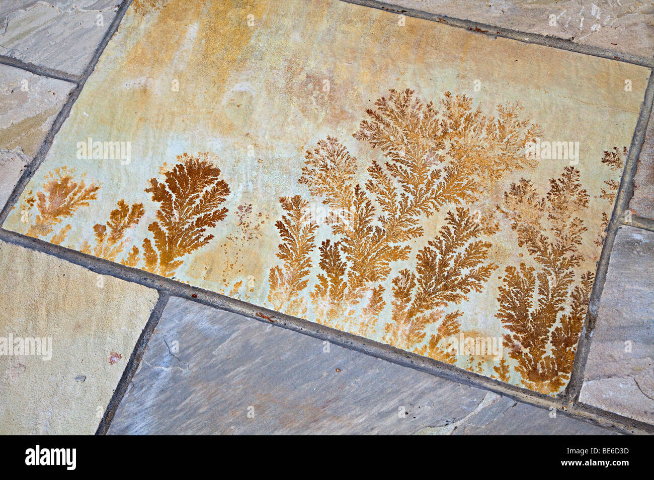Fossil plant fern leaves in garden paving limestone stone UK Stock ...