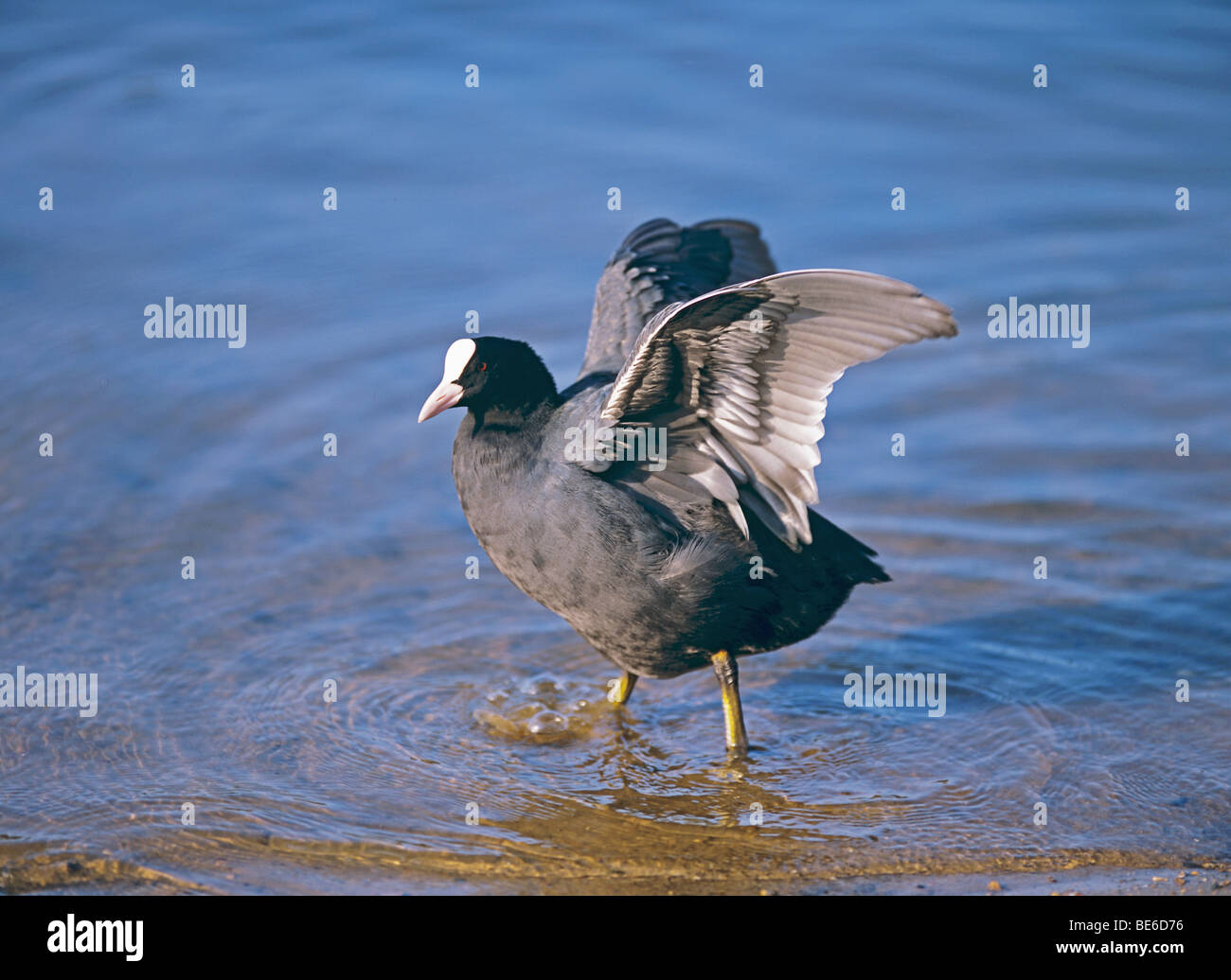 Eurasian coot - flapping its wings / Fulica atra Stock Photo - Alamy