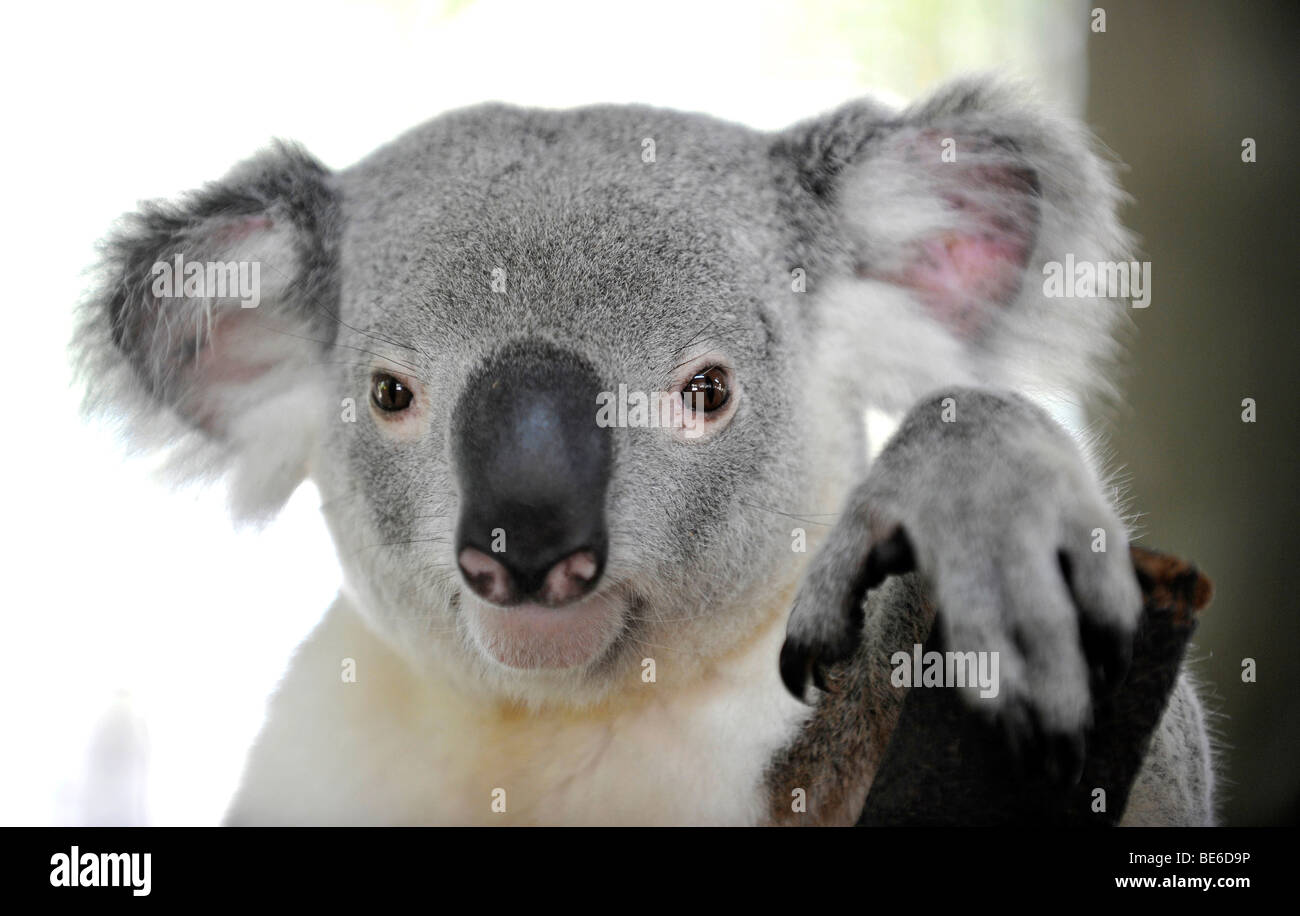 Ash-grey Koala (Phascolarctos cinereus), juvenile, Queensland ...