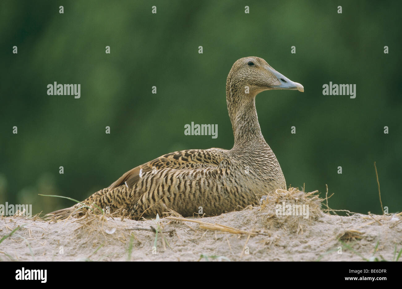 Common eider bird nest hi-res stock photography and images - Alamy