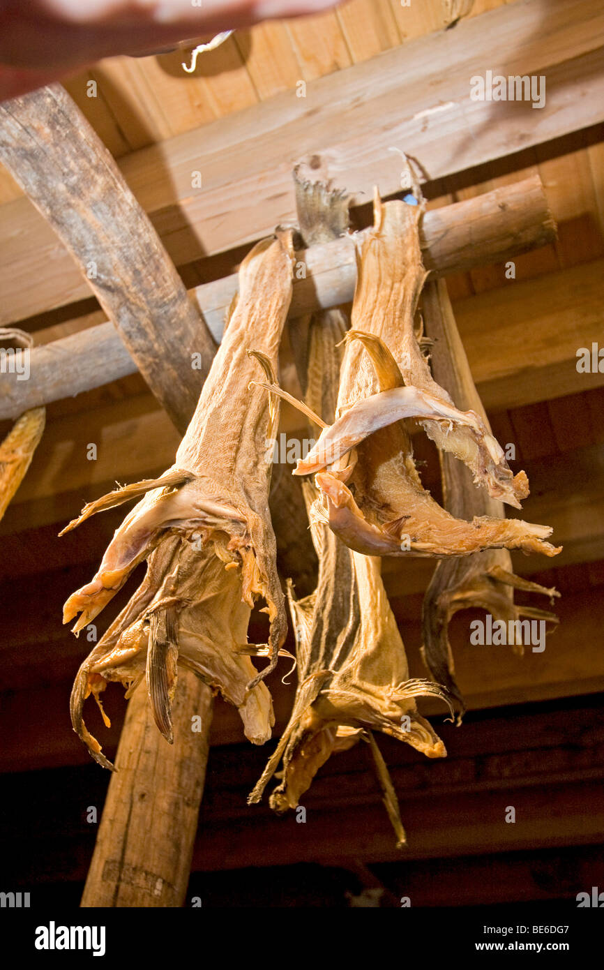 Strips of dried cod, known as stockfish, at the Coastal Heritage Centre ...