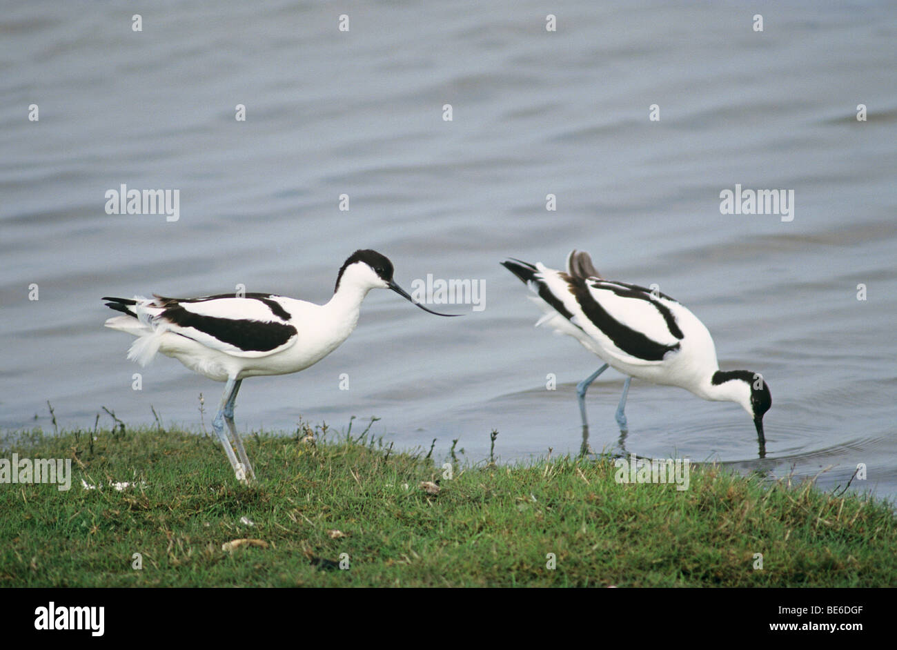 Avocet stands hi-res stock photography and images - Alamy
