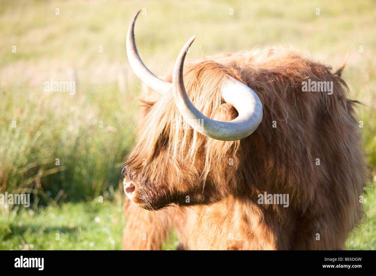Highland Cow in the sunshine, Isle of Skye, Scotland Stock Photo - Alamy