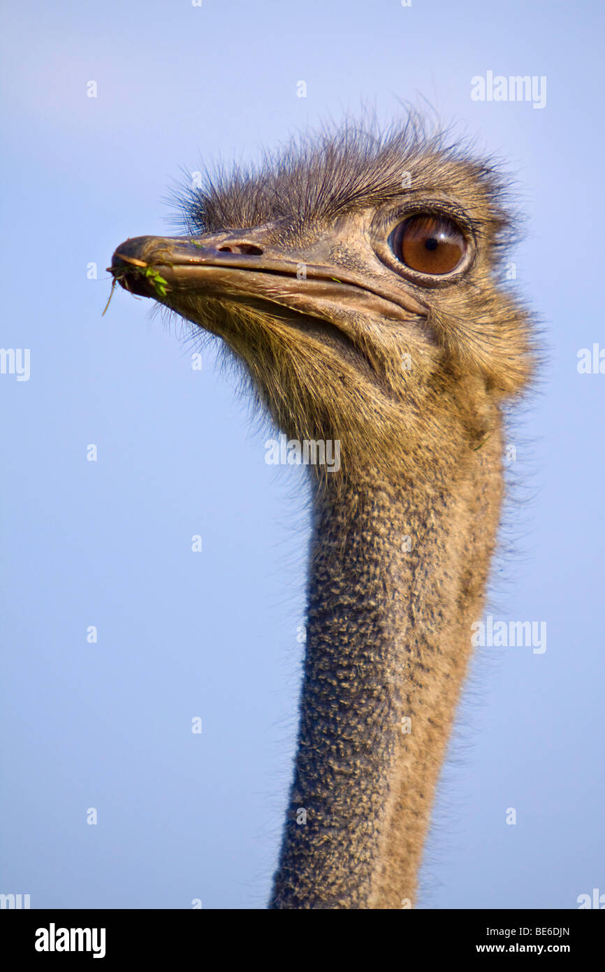 Strauss struthio camelus hi-res stock photography and images - Alamy
