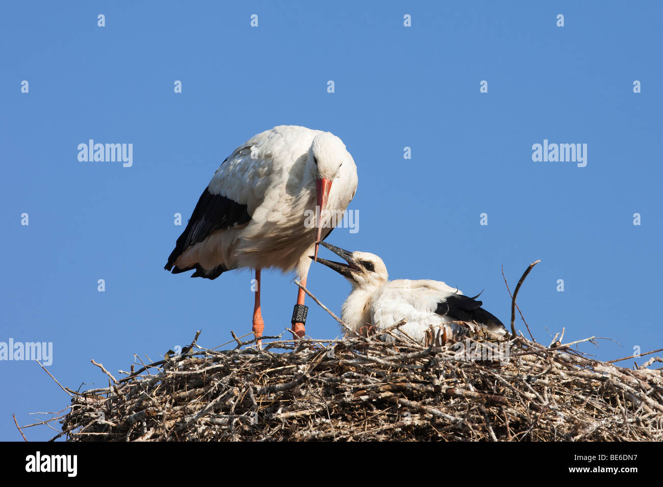 White stork nest hi-res stock photography and images - Alamy
