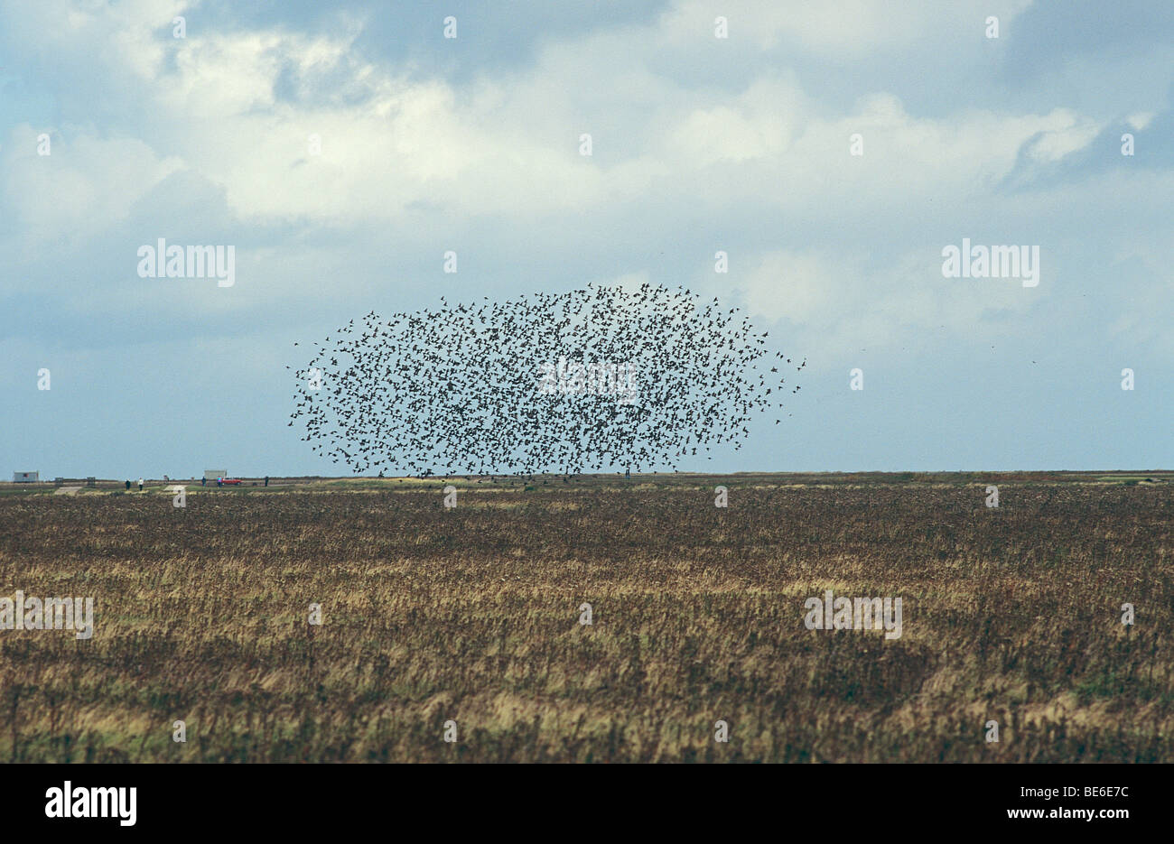 starlings - flock Stock Photo - Alamy