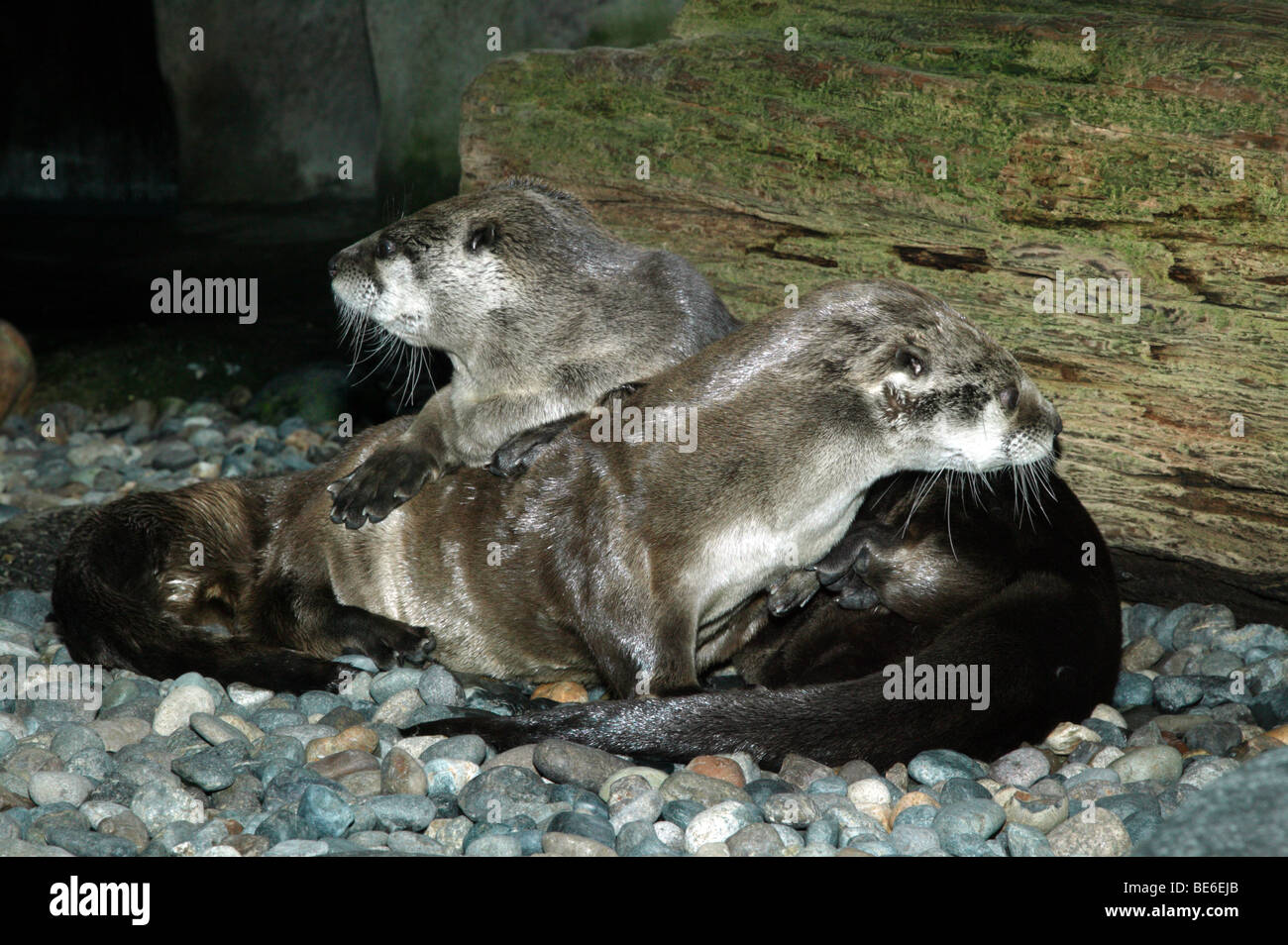 Otters legs hi-res stock photography and images - Alamy