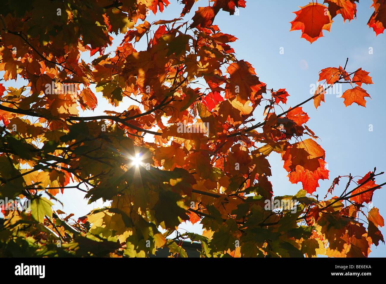Autumn fall leaf colour on sycamore trees, Somerset, England, UK Stock ...