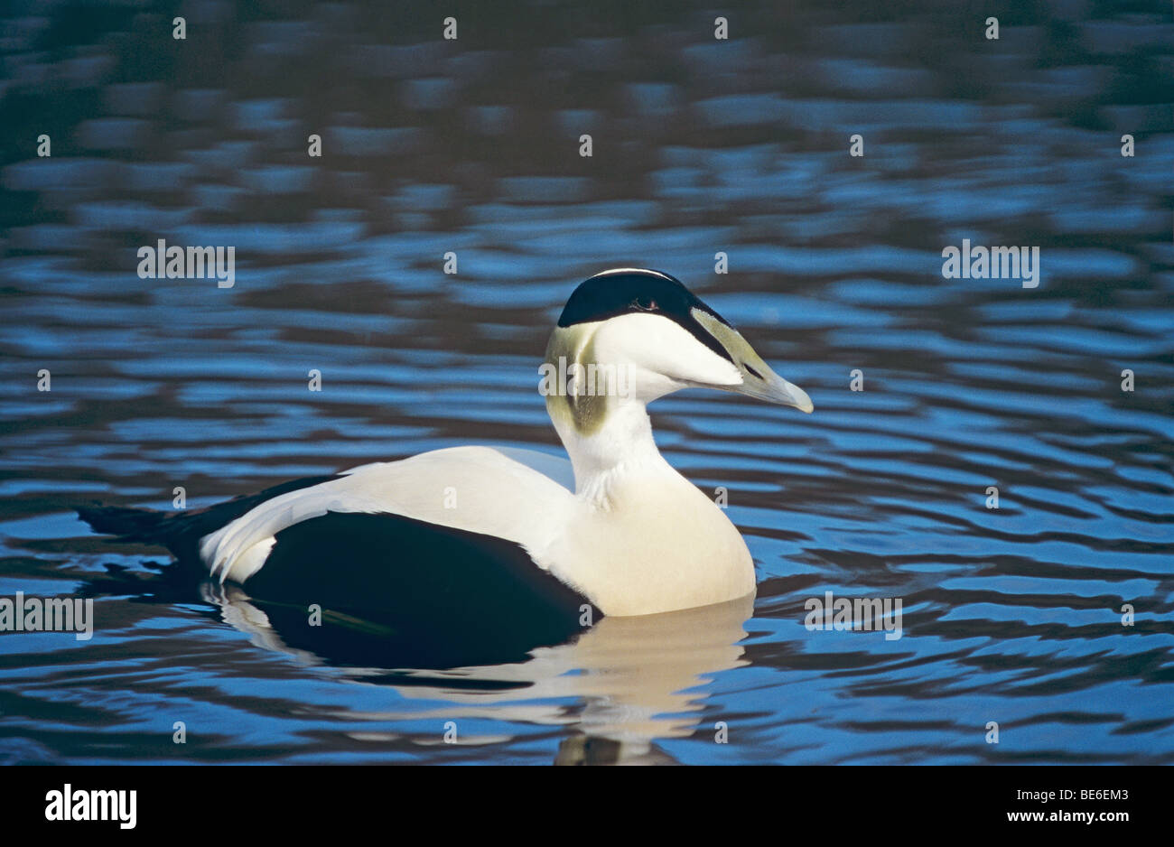Common Eider - drake swimming / Somateria mollissima Stock Photo - Alamy