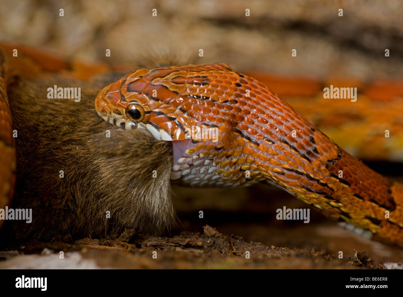 Snake swallowing mouse hi-res stock photography and images - Alamy