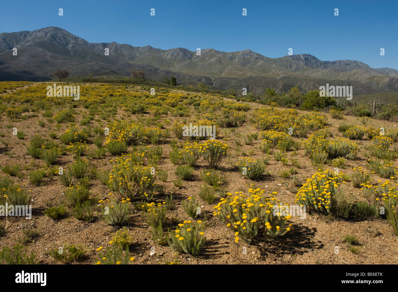 Swartberg mountains, near Oudtshoorn, South Africa Stock Photo - Alamy