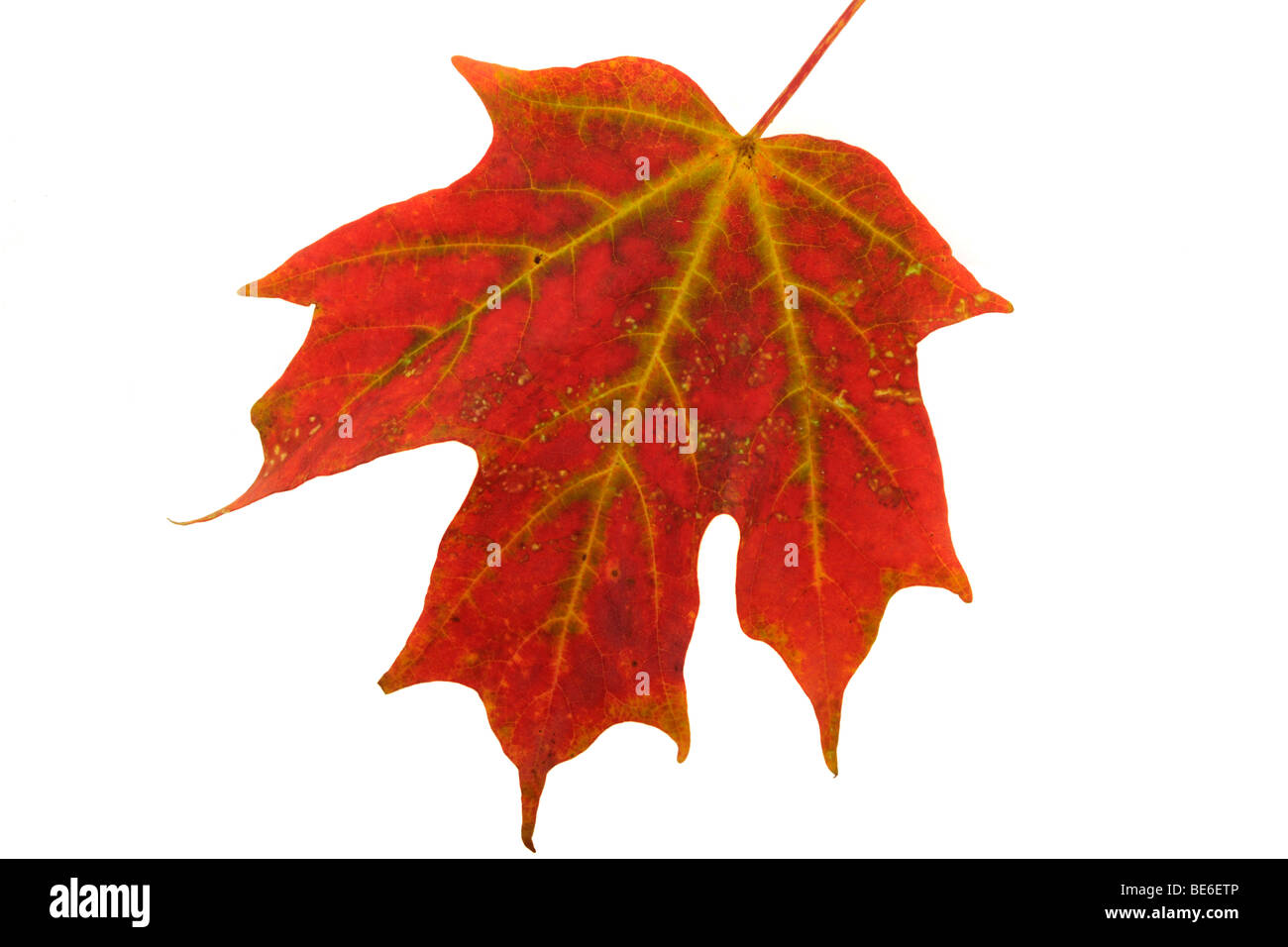 Sugar Maple (Acer saccharum) in fall Stock Photo - Alamy